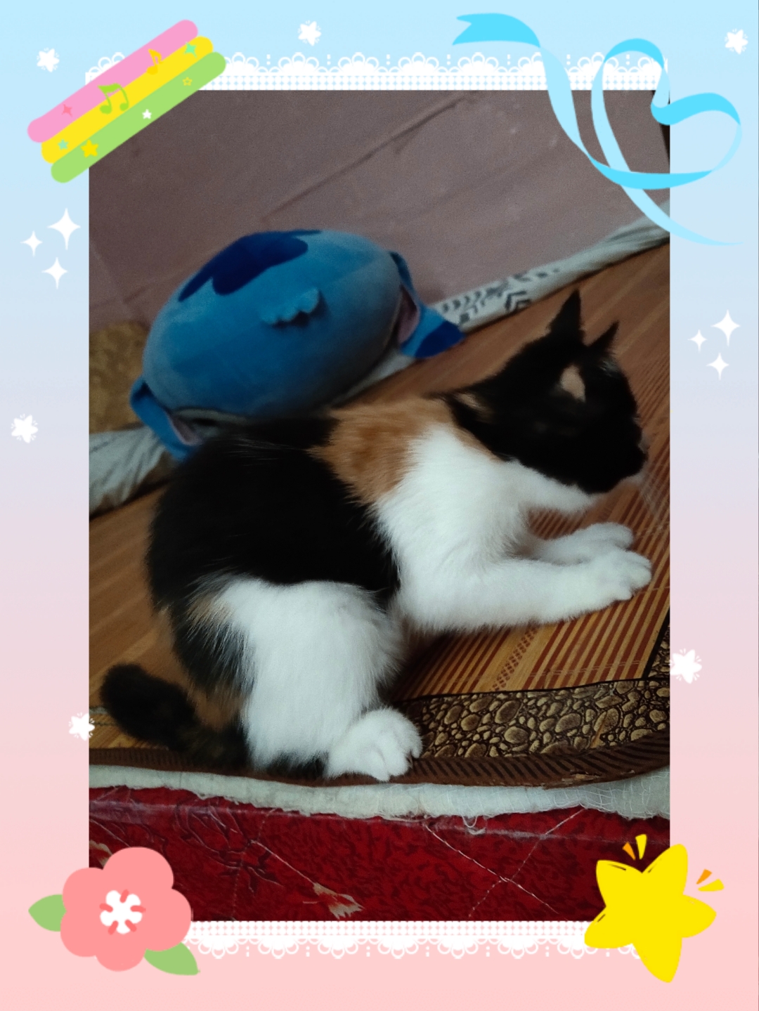 要不要云吸猫_WuLi球球-站酷ZCOOL