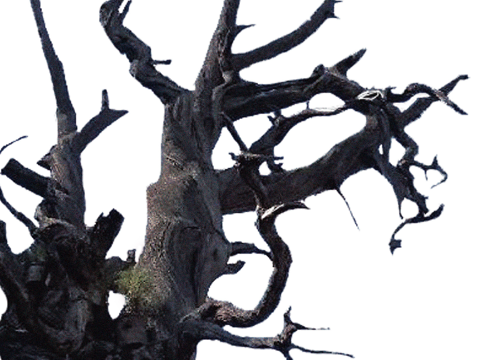 枯景_You梨涡的胖子-站酷ZCOOL