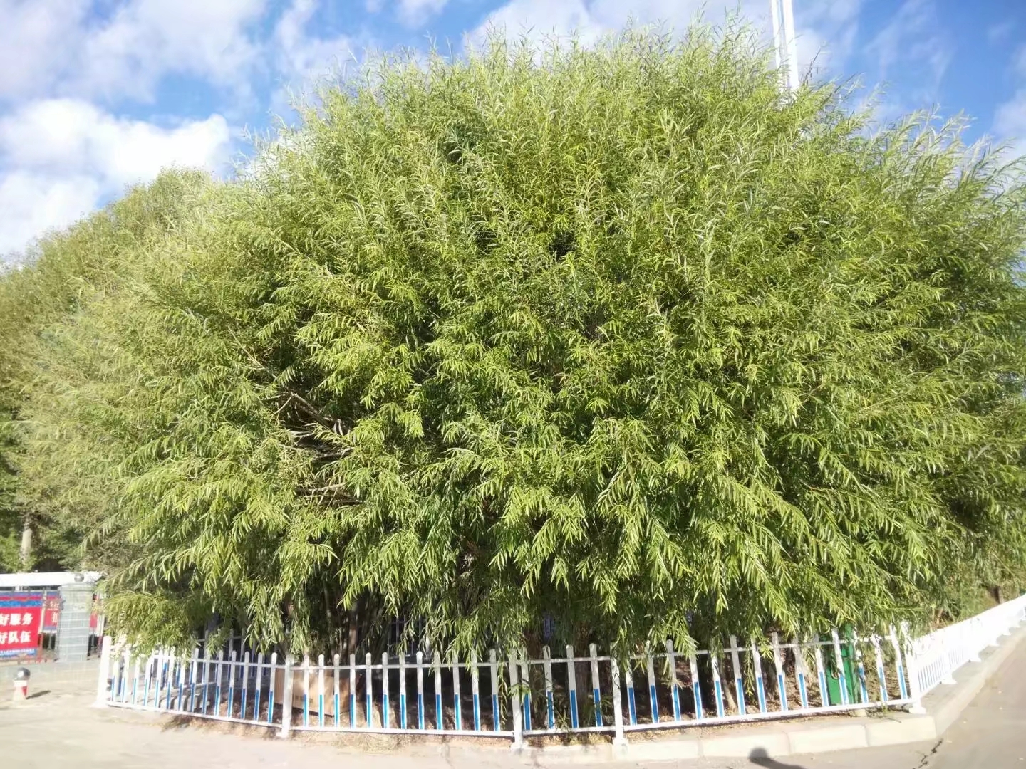 生命_慧慧Sarah-站酷ZCOOL