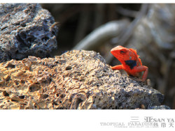 三亚游【一】_yuangaa-站酷ZCOOL