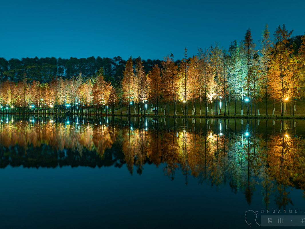 佛山千灯湖｜水杉落夜_观于我的视界-站酷ZCOOL