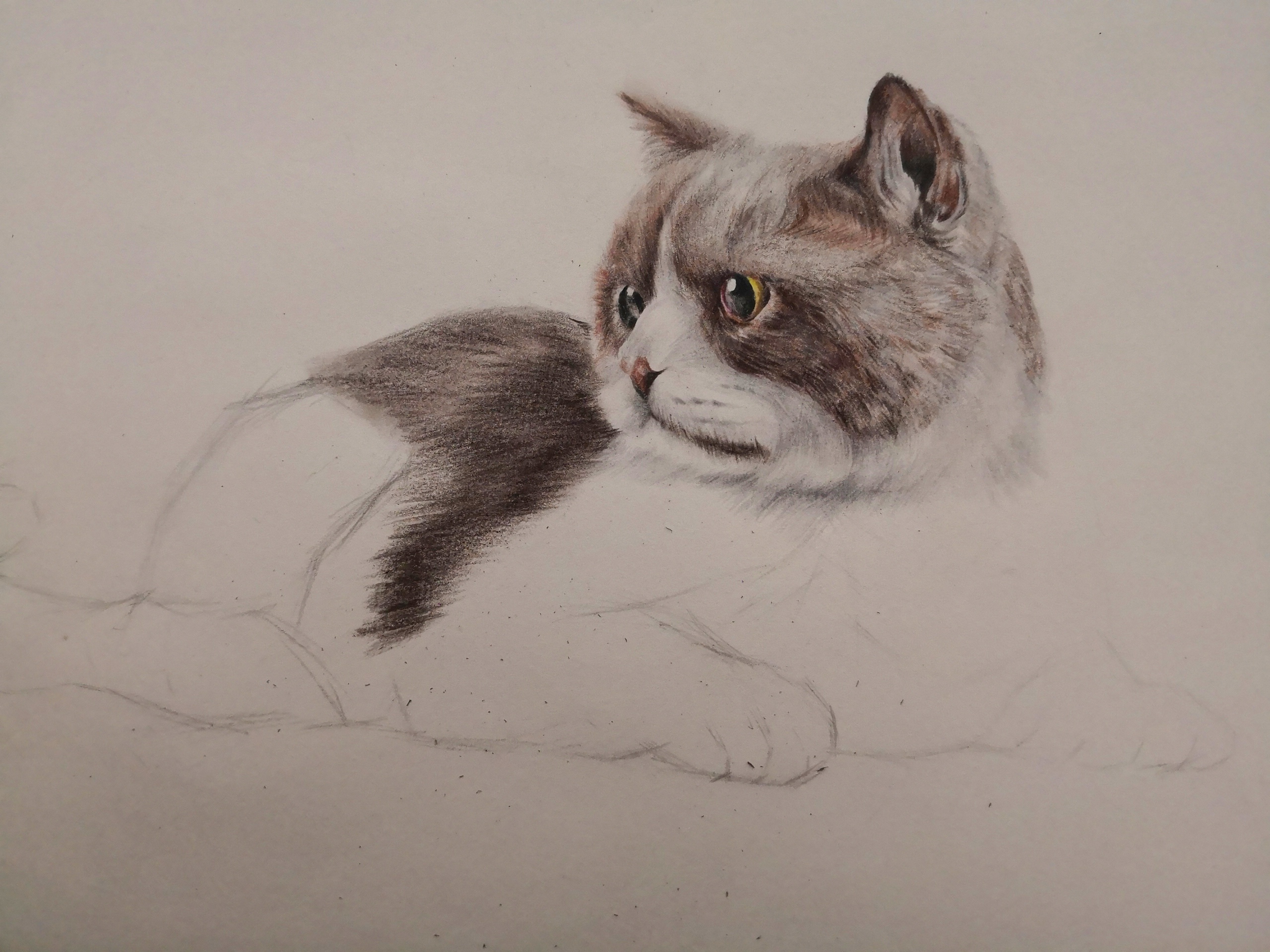 彩铅猫咪啊:blue_heart:_比一哦-站酷ZCOOL