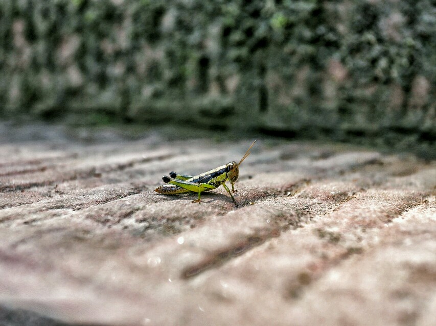 小家伙_谢剑兴-站酷ZCOOL