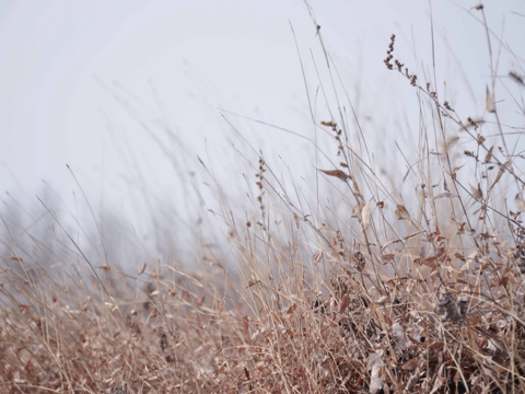 秋•摄影作品_AlkenZoe-站酷ZCOOL