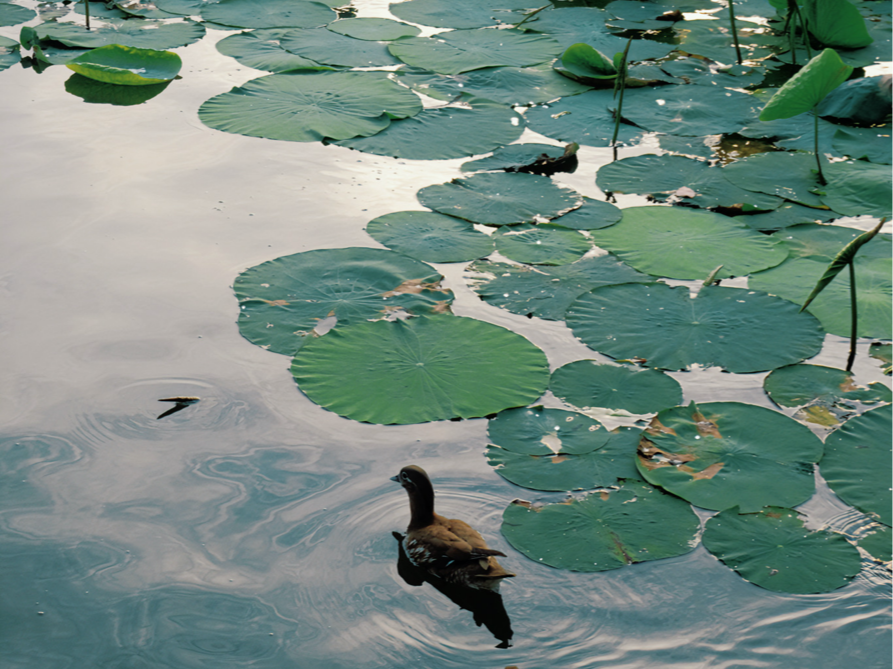 绿_CChillzz-站酷ZCOOL