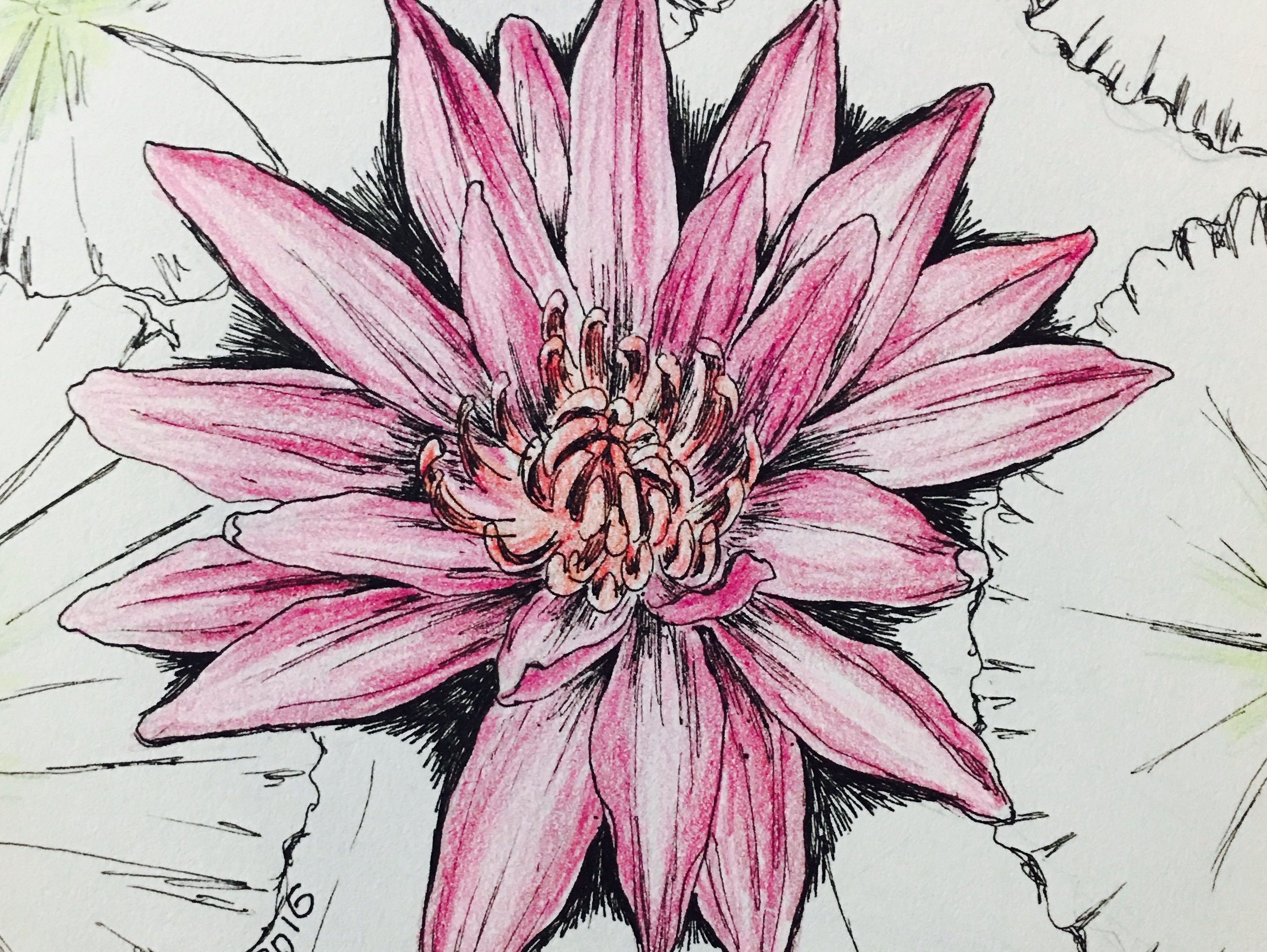 莲花速写_linda_yang888-站酷ZCOOL