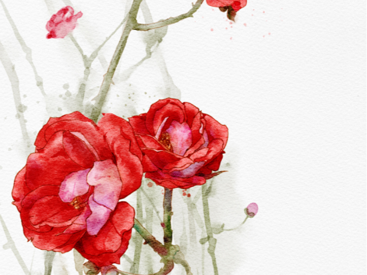 冬日月季_Sue北-站酷ZCOOL