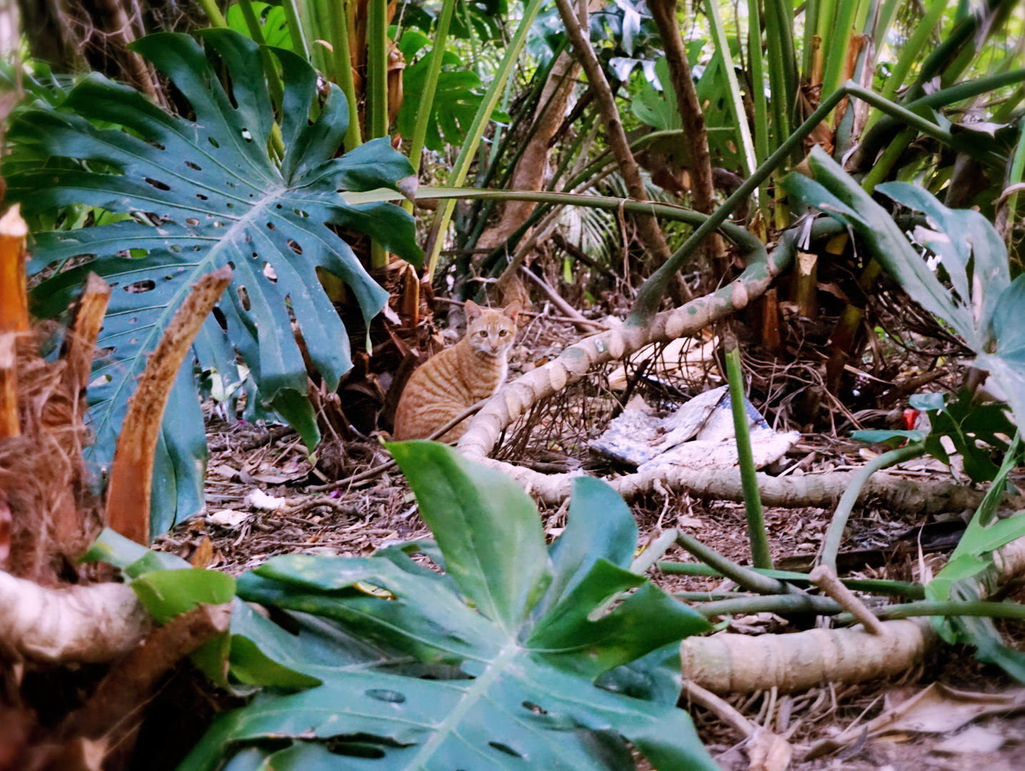 过犹不及_Throb_m-站酷ZCOOL