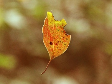 大自然的美丽__Minnie-站酷ZCOOL