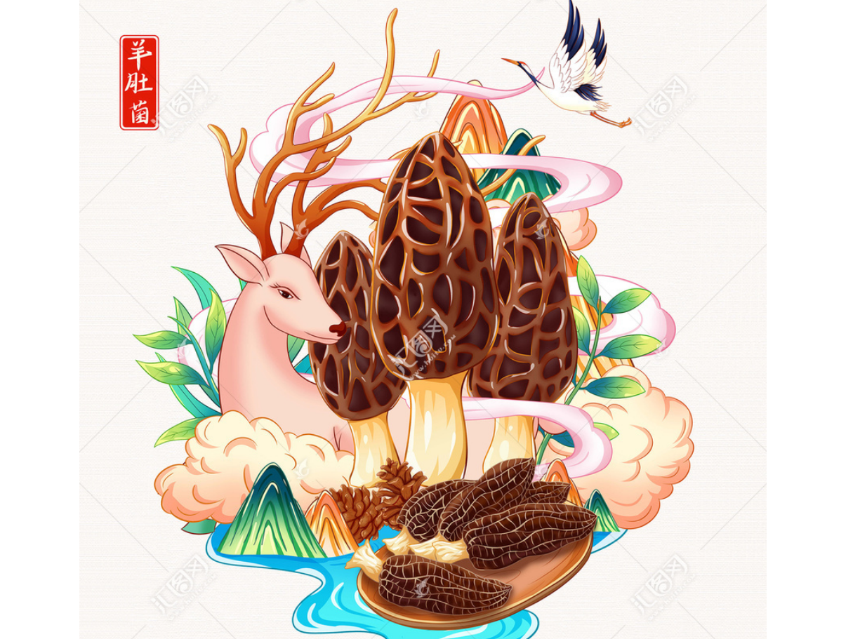 羊肚菌手绘插画kwtzhb 站酷zcool