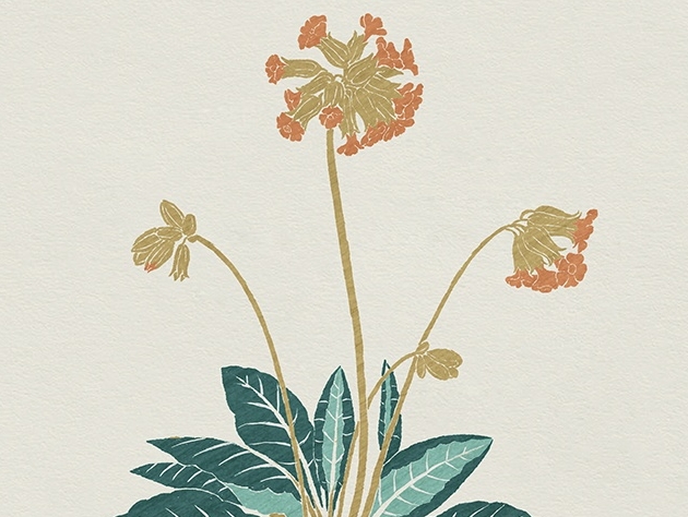 植物系列神经质的半生瓜 站酷zcool
