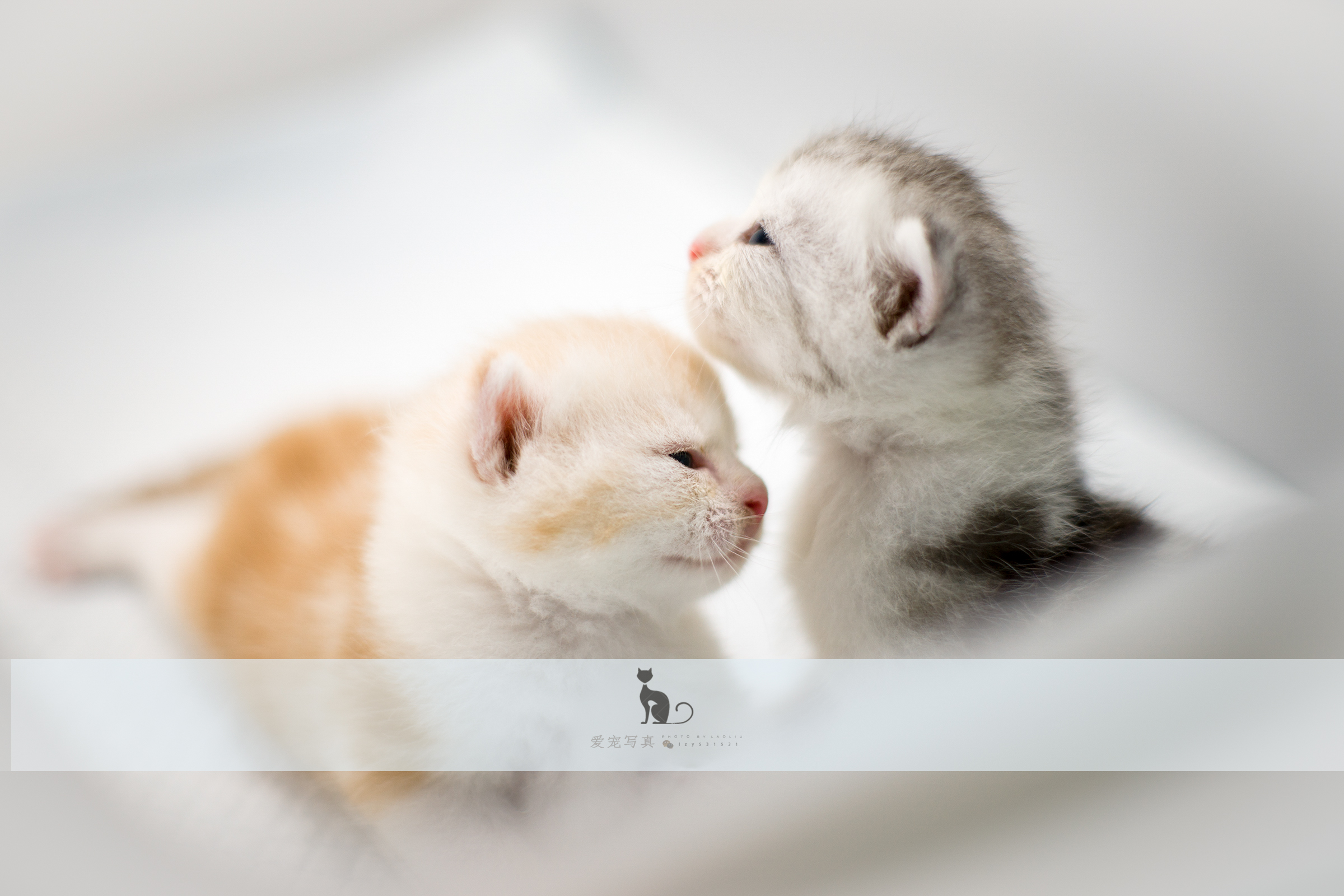 喵星人_长安三郎-站酷ZCOOL