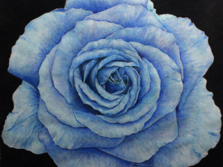 蓝色妖姬_Modest_謙-站酷ZCOOL