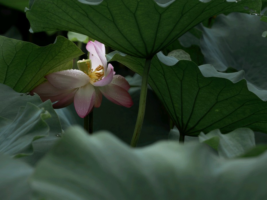 一组荷花摄影_SAMMY_678-站酷ZCOOL