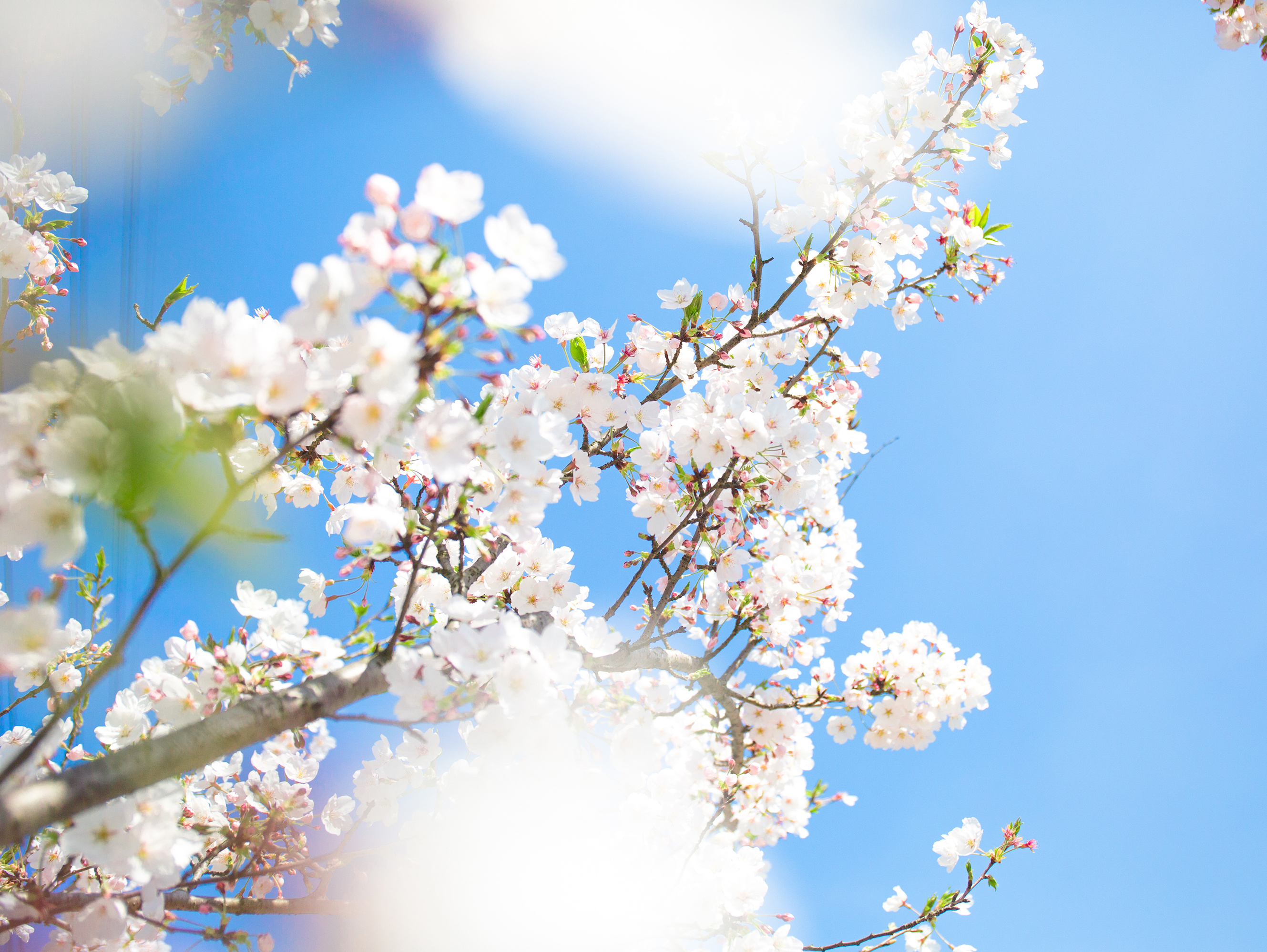 一些花的随手拍_Muyi慕艺-站酷ZCOOL