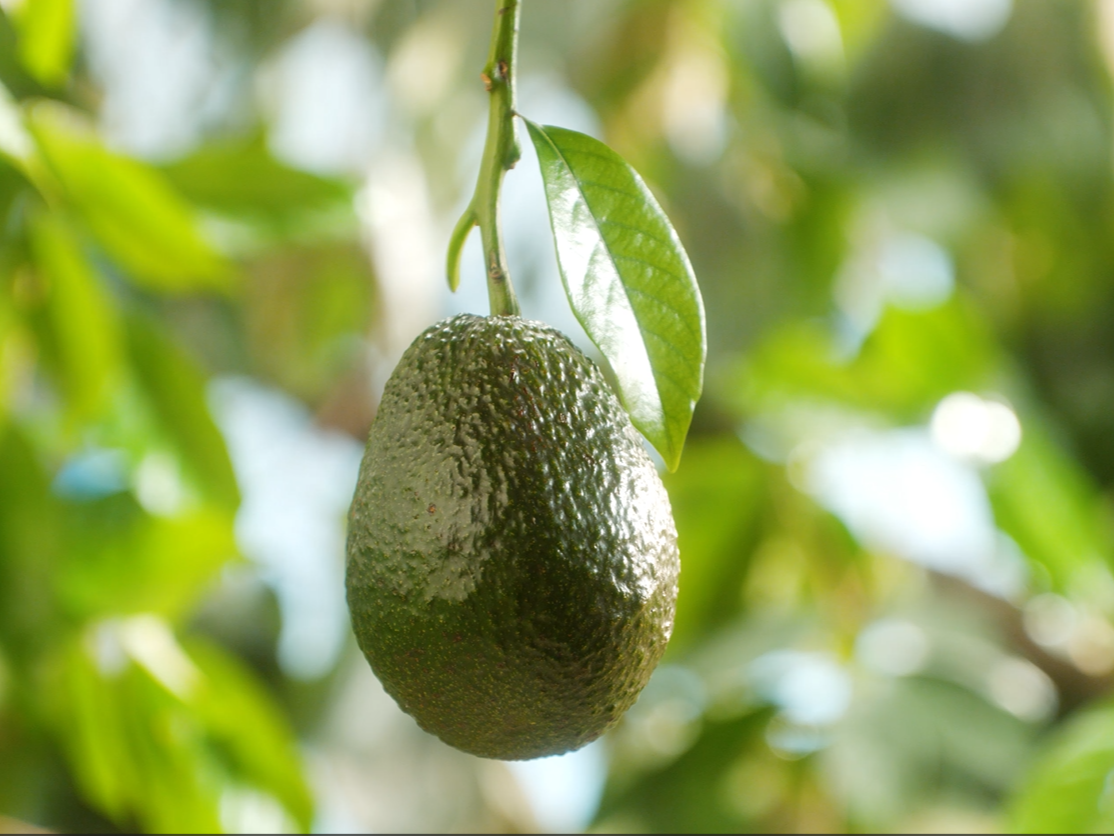 悸动&厚道牛油果系列产品TVC_逆光记-站酷ZCOOL