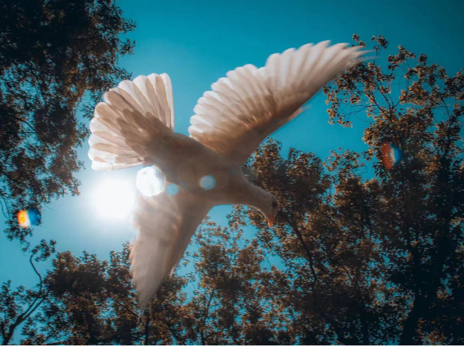 信仰的金黄色_MLLCSS-站酷ZCOOL