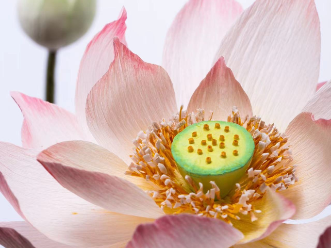 纸艺作品拍摄-荷花_大D视觉-站酷ZCOOL