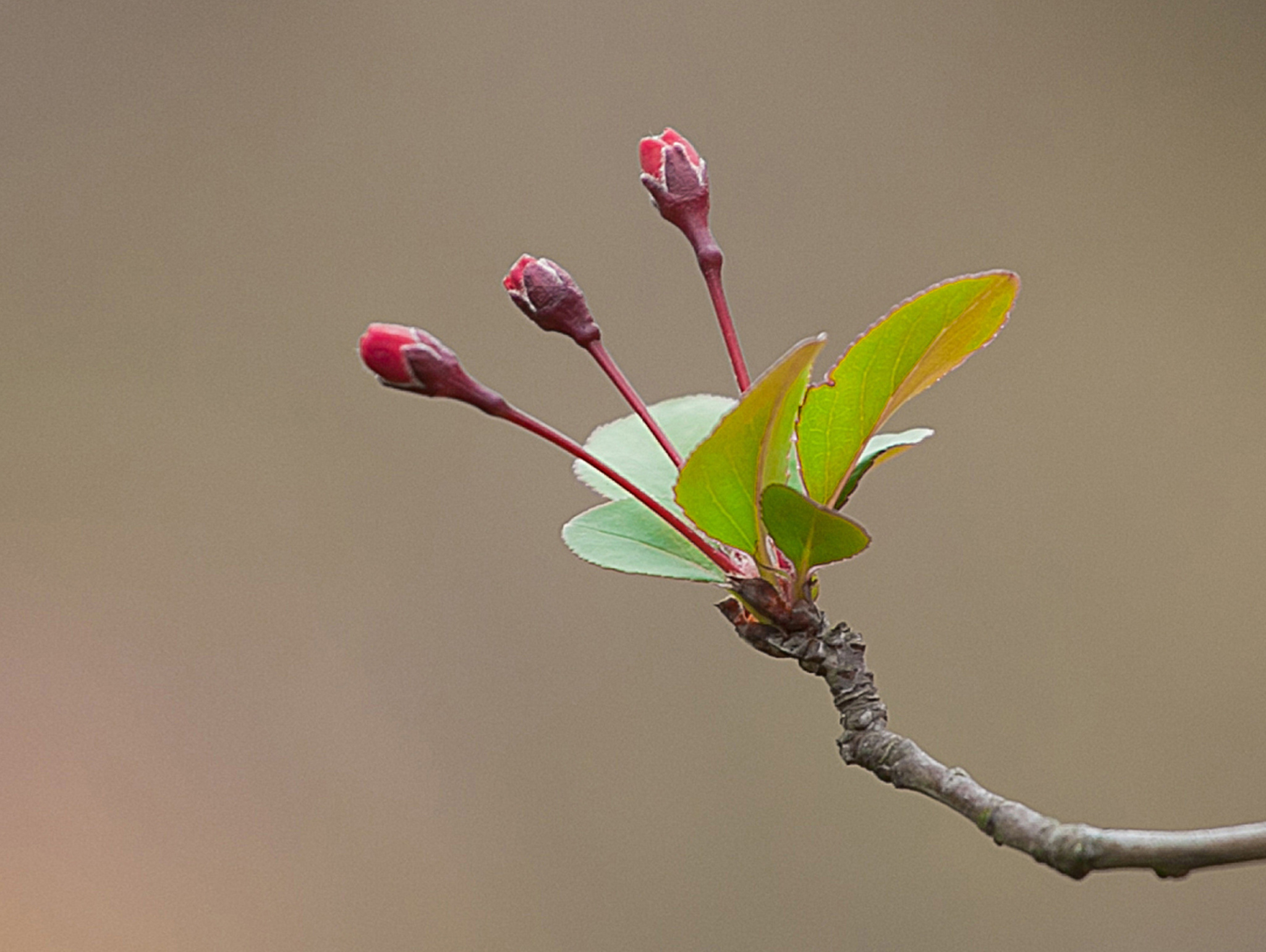 植物_han迪子-站酷ZCOOL