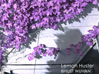 乱拍Hust_lemon_liangming-站酷ZCOOL