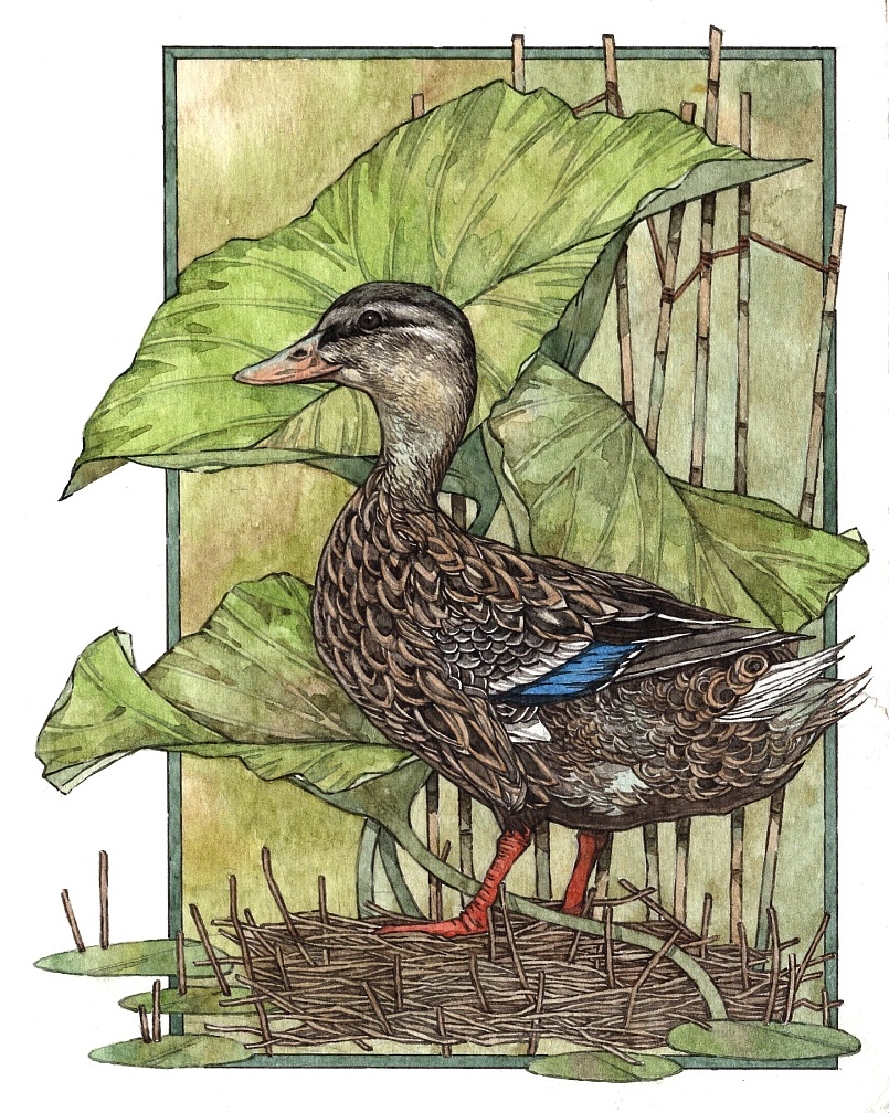 动物插画_彌緗懋-站酷ZCOOL