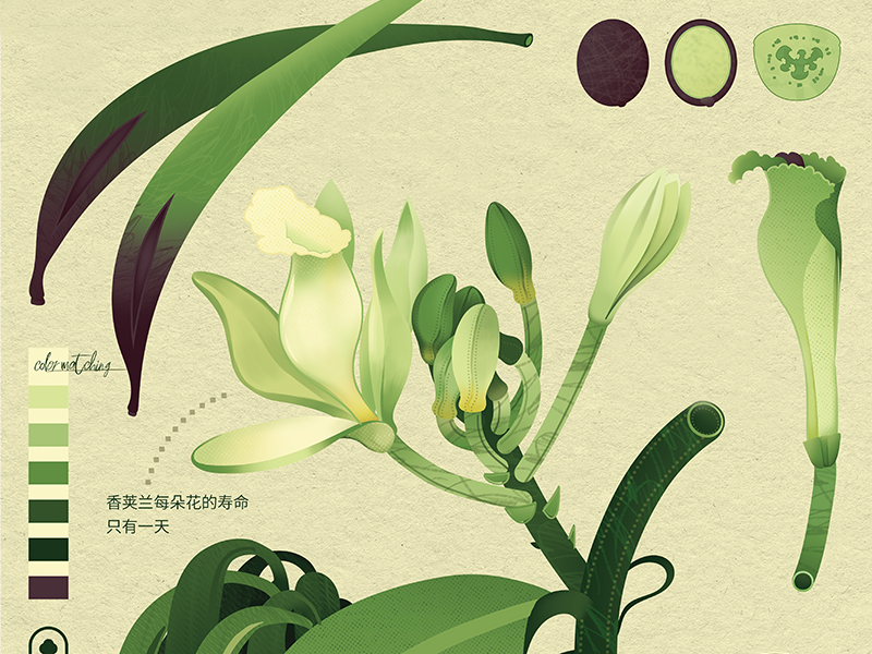 植物监定-vanilla_VVanilla-站酷ZCOOL