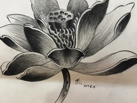 荷花_杰TATTOO-站酷ZCOOL