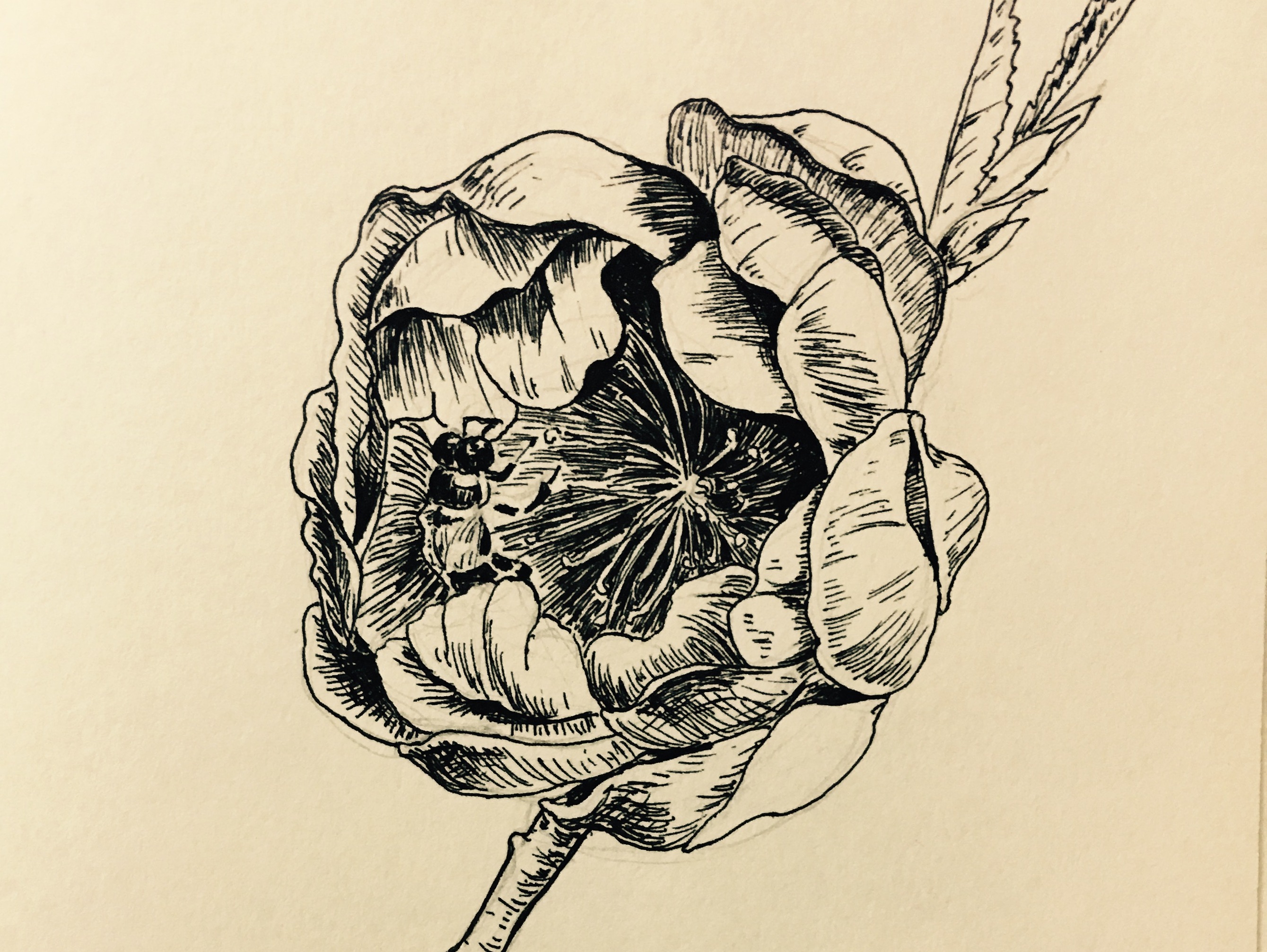 桃花盛开_linda_yang888-站酷ZCOOL