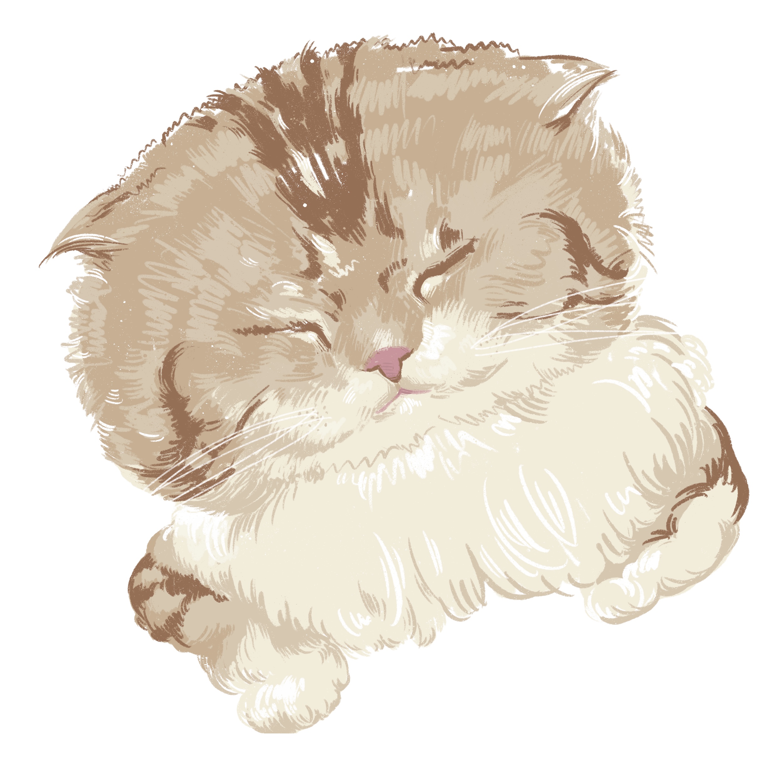 大脸猫桂圆_大米MOMO-站酷ZCOOL