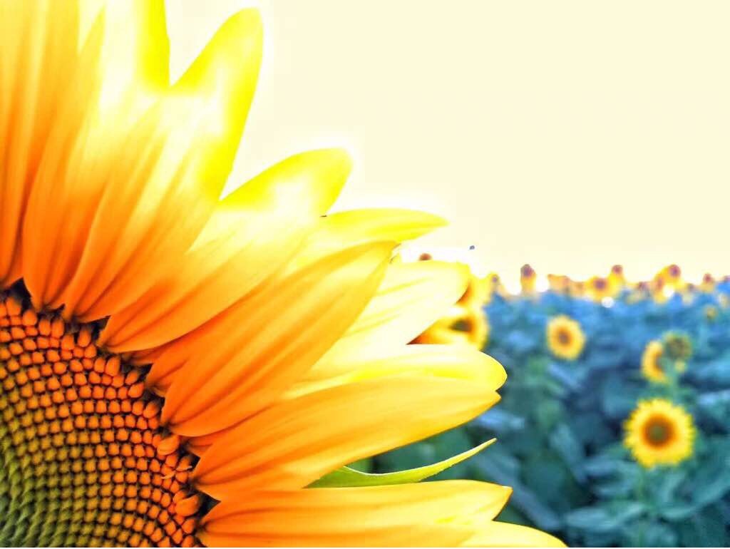 向日葵_兔拍兔-站酷ZCOOL