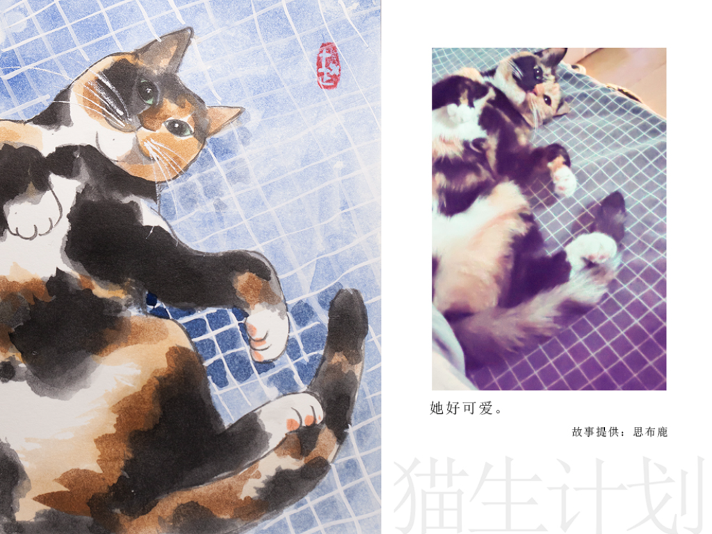猫生计划（112/365）②_猫生计划-站酷ZCOOL