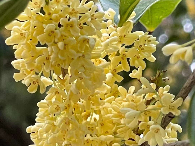 明亮的花儿_空空如也123-站酷ZCOOL