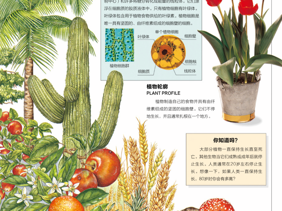 少儿科普读物内页设计（植物的秘密）_cosybottle-站酷ZCOOL