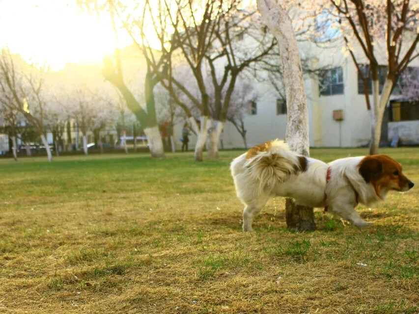 农大的春天_去去去23486591-站酷ZCOOL
