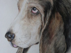 彩铅动物系列_AKai_Xu-站酷ZCOOL