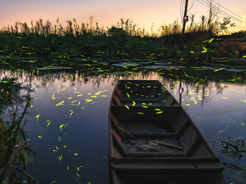 流萤之光_ervine87-站酷ZCOOL