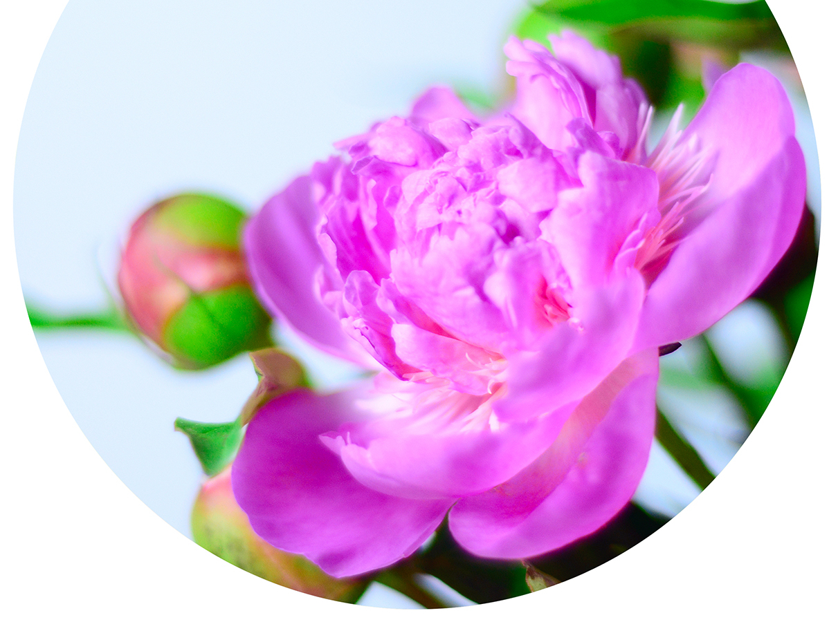 芍药_榮羽生RON-站酷ZCOOL