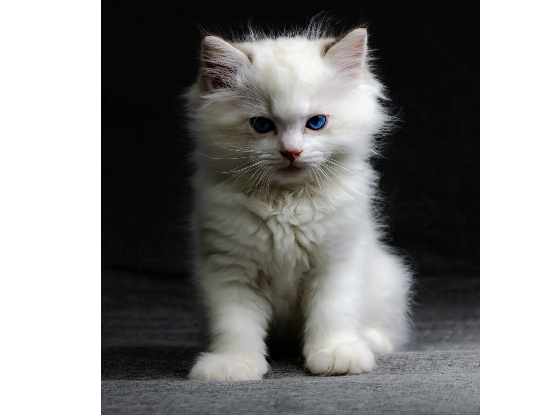 小猫_A00330-站酷ZCOOL