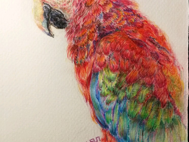 一坨鹦鹉_S小新U蜡笔N-站酷ZCOOL