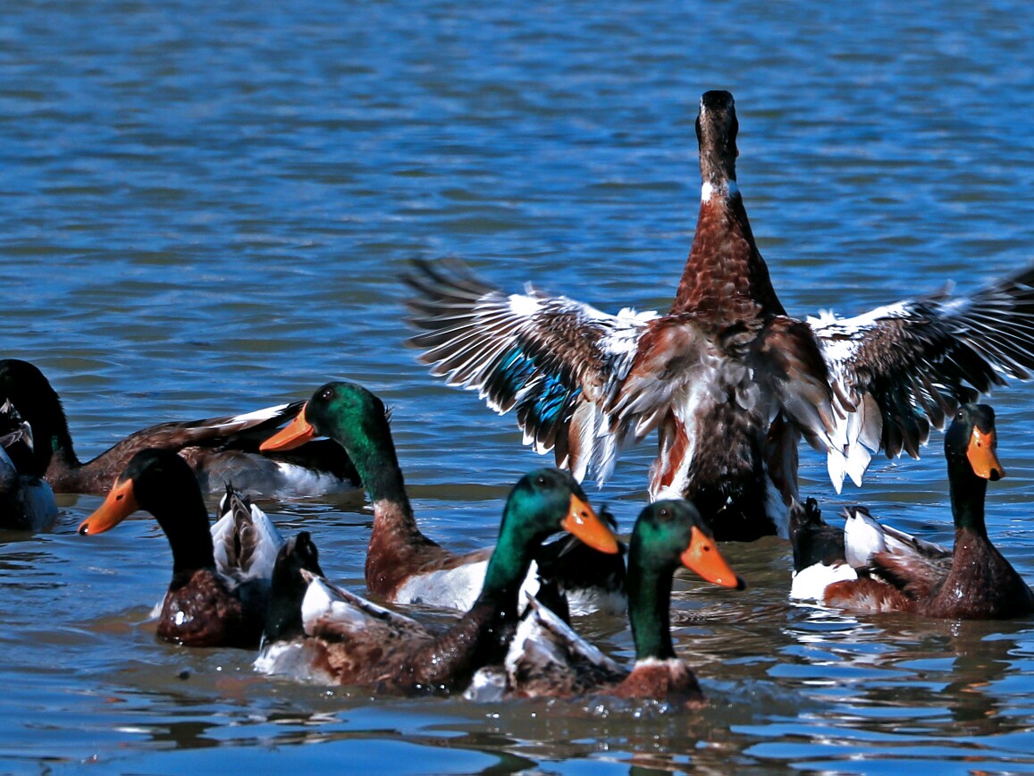 优雅的身姿_伯淵-站酷ZCOOL