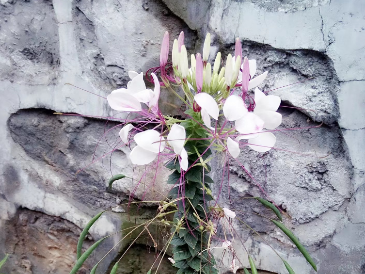 大自然的角落&花卉植物_xiaofan韵-站酷ZCOOL