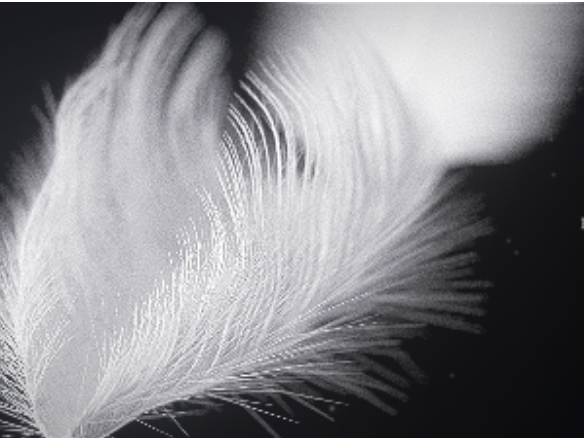 白羽_JennyQwQ-站酷ZCOOL