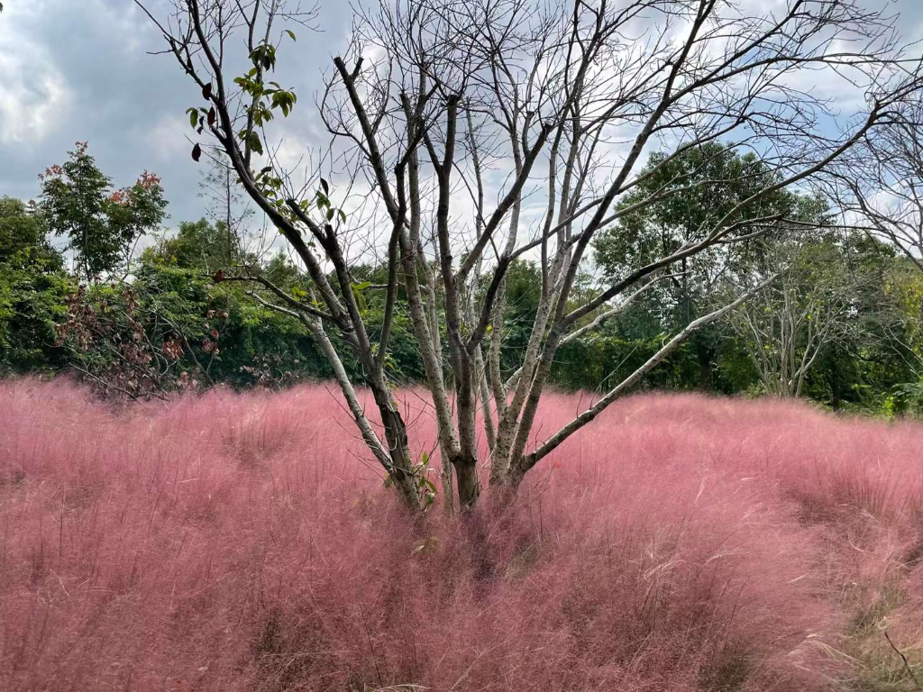 粉_空空如也123-站酷ZCOOL