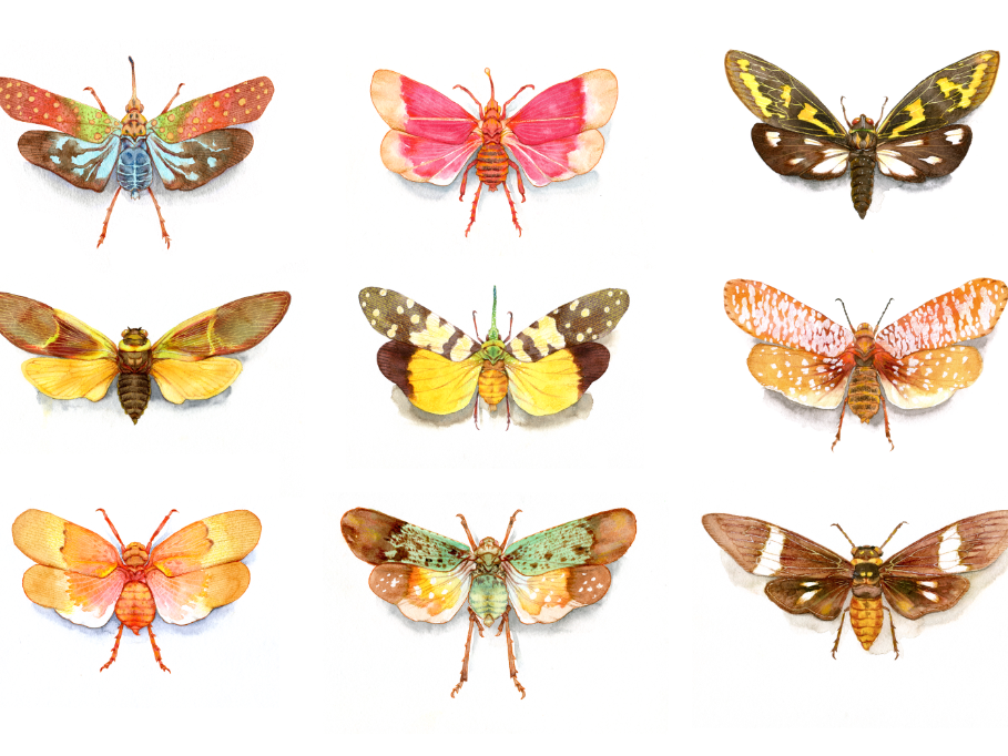 蝉_ICEWORKS-站酷ZCOOL