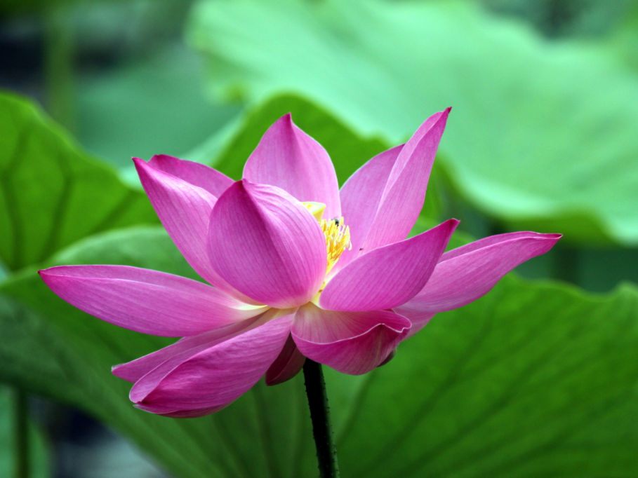 晚到的夏荷_茗兰2019-站酷ZCOOL