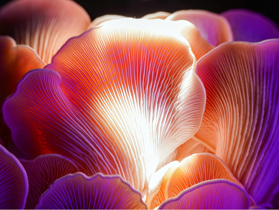 MUSHROOM_虫肉肉-站酷ZCOOL