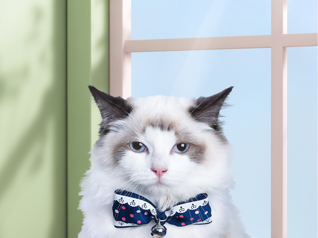 猫的抠图_秋冉199-站酷ZCOOL