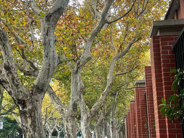 秋韵_空空如也123-站酷ZCOOL