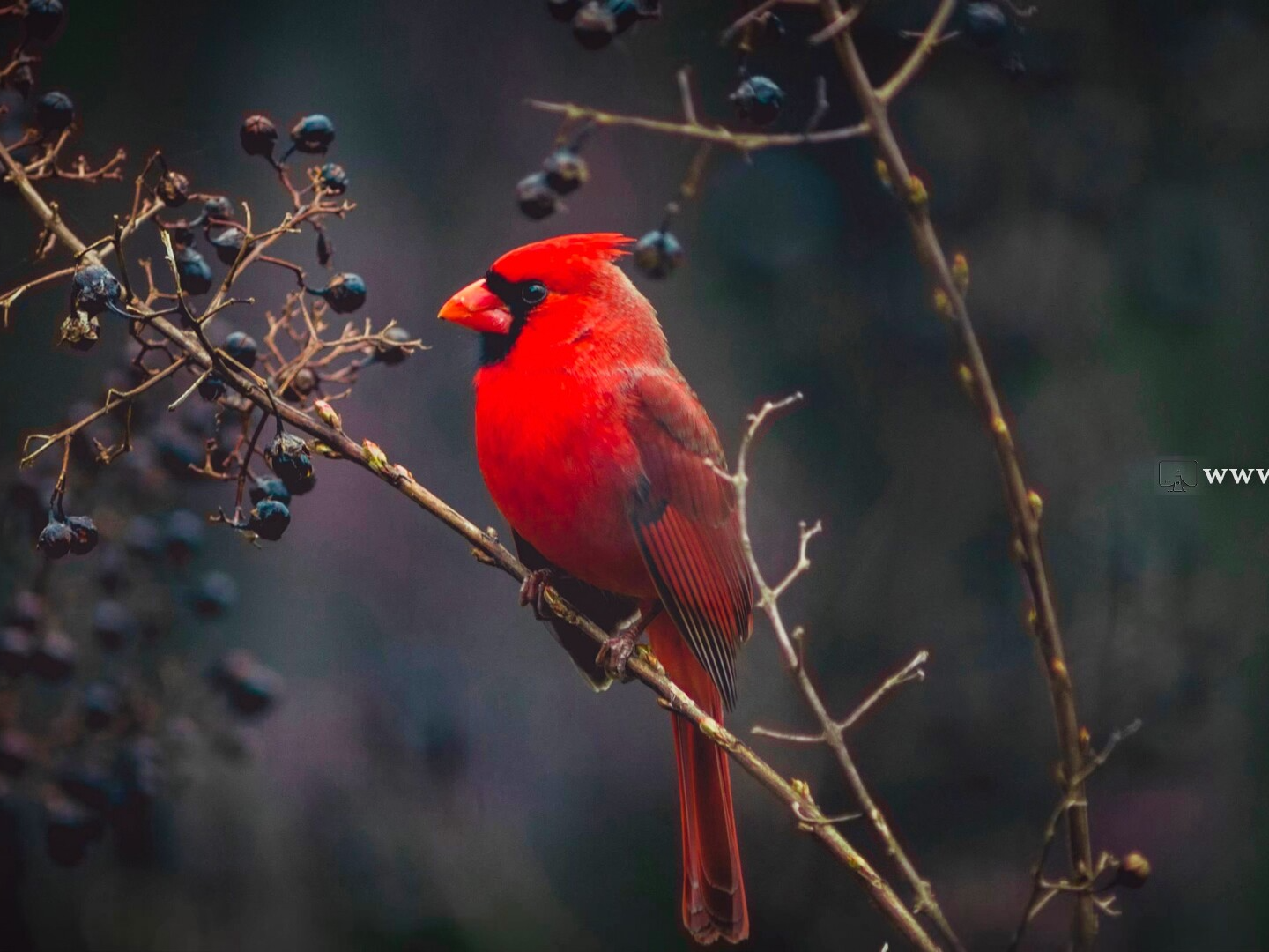 95个电影戏剧效果调色PS动作_Mac小素材-站酷ZCOOL