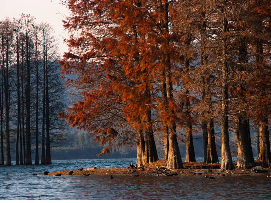 四明湖水杉林_TIME_沙漏-站酷ZCOOL